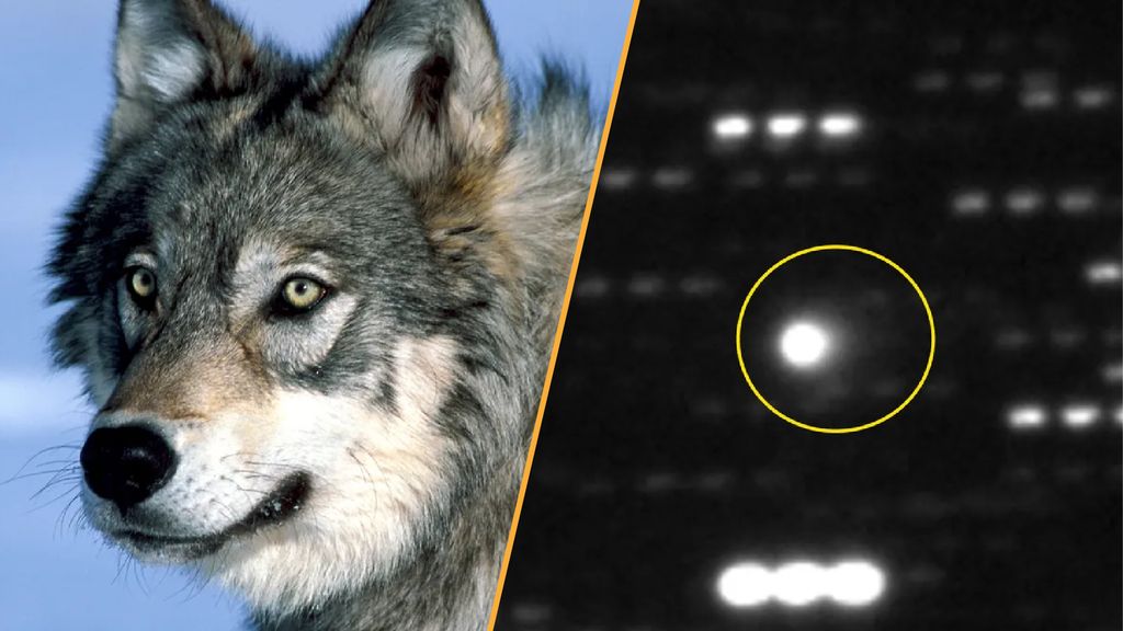 Science news this week: Wolves help restore trees in Yellowstone and ...