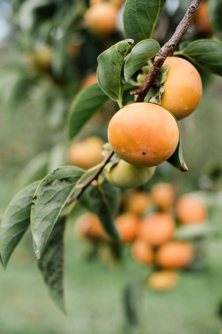 Fruit Trees in Pots — 10 Picks That Thrive in Containers | Livingetc