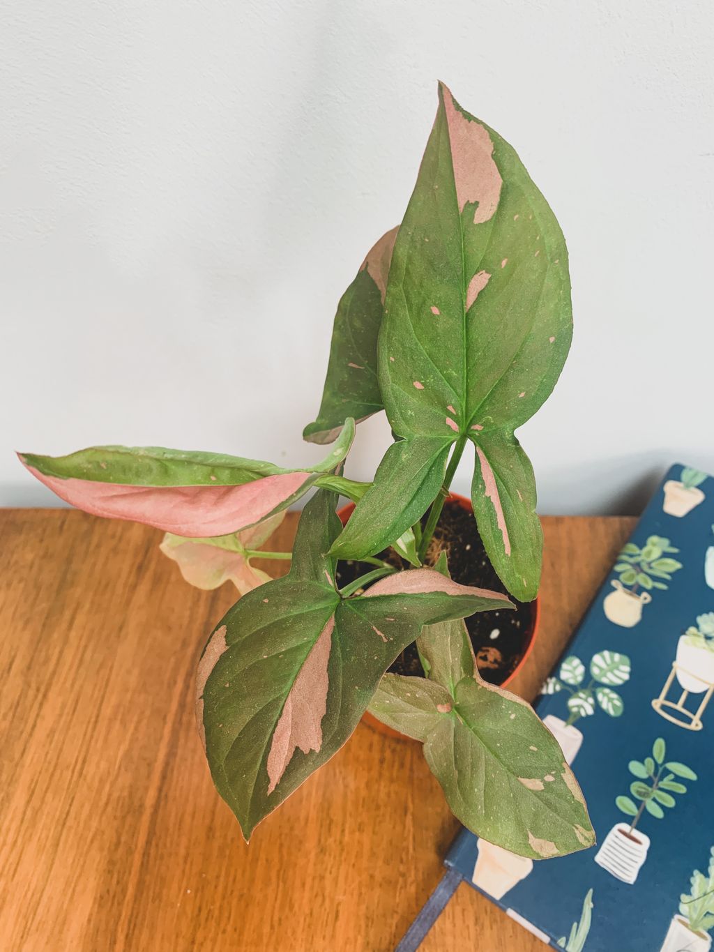 The best desk plants – 8 plants for your home office | Livingetc