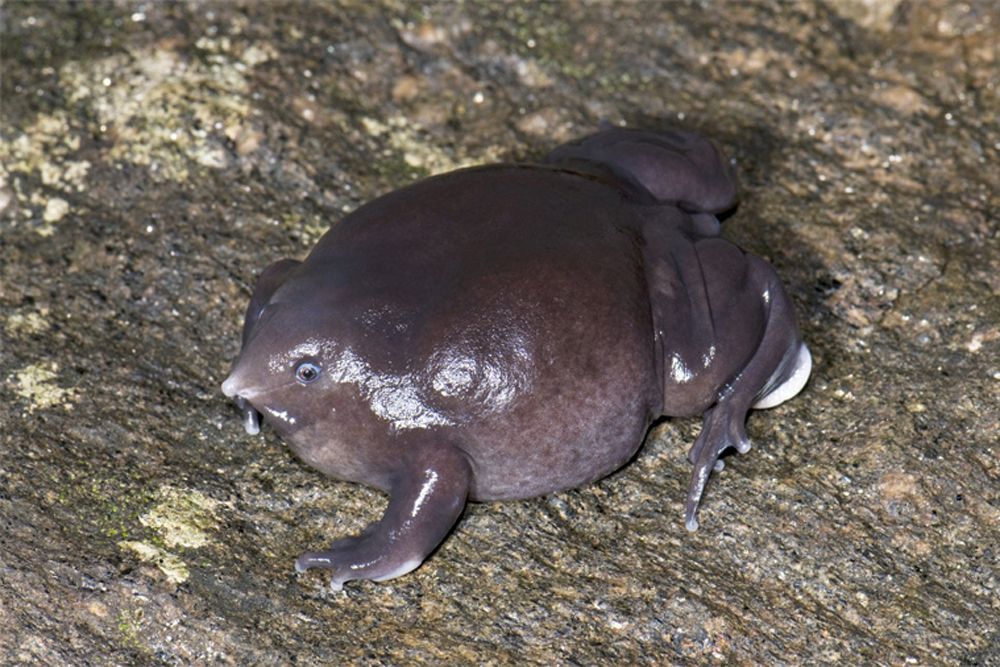 What the Heck?! Images of Evolution's Extreme Oddities | Live Science