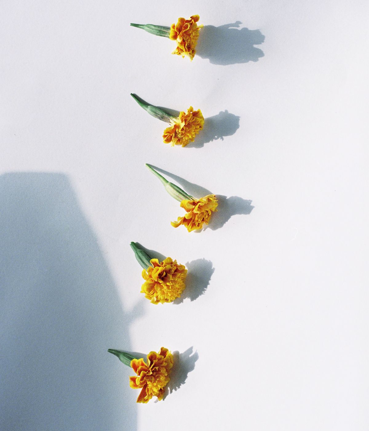 Edible flowers: the definitive guide | Wallpaper