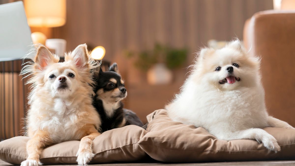 Chihuahua vs. Pomeranian: Which tiny dog is best for you? | PetsRadar