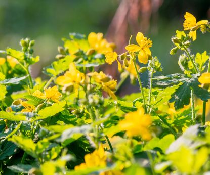 Try These 6 Native Shade Plants For Your Sustainable Garden | Gardening ...