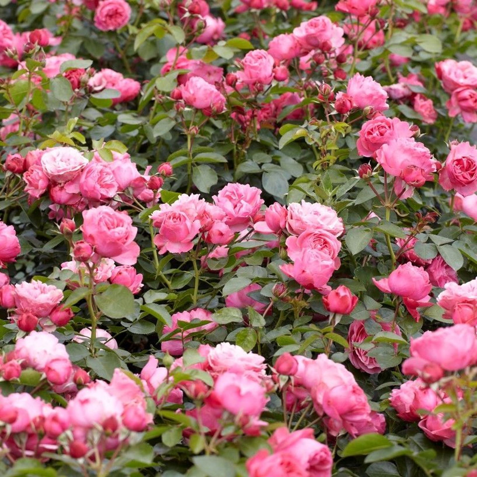 When to plant roses – the best times for beautiful blooms | Ideal Home