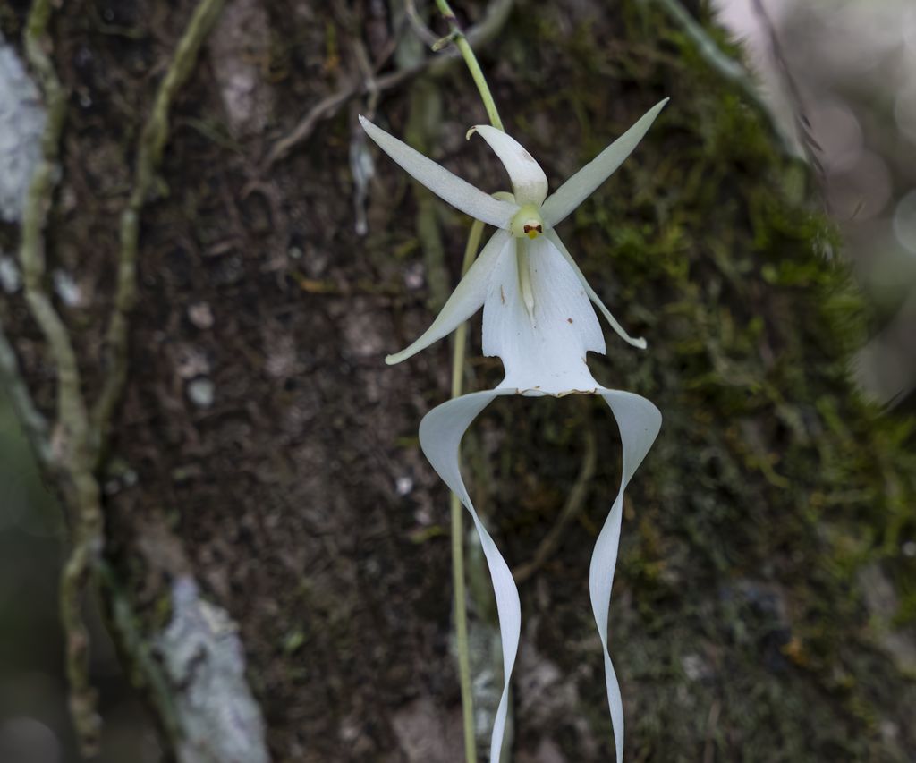 What is a ghost orchid? Experts reveal all with growing tips | Homes ...