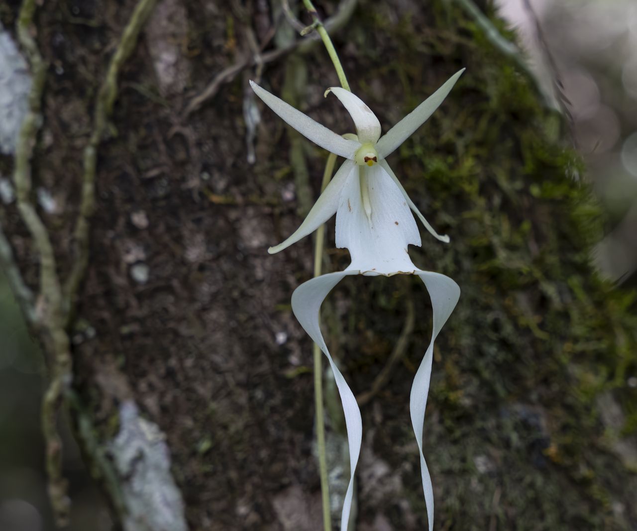 What is a ghost orchid? Experts reveal all with growing tips | Homes ...