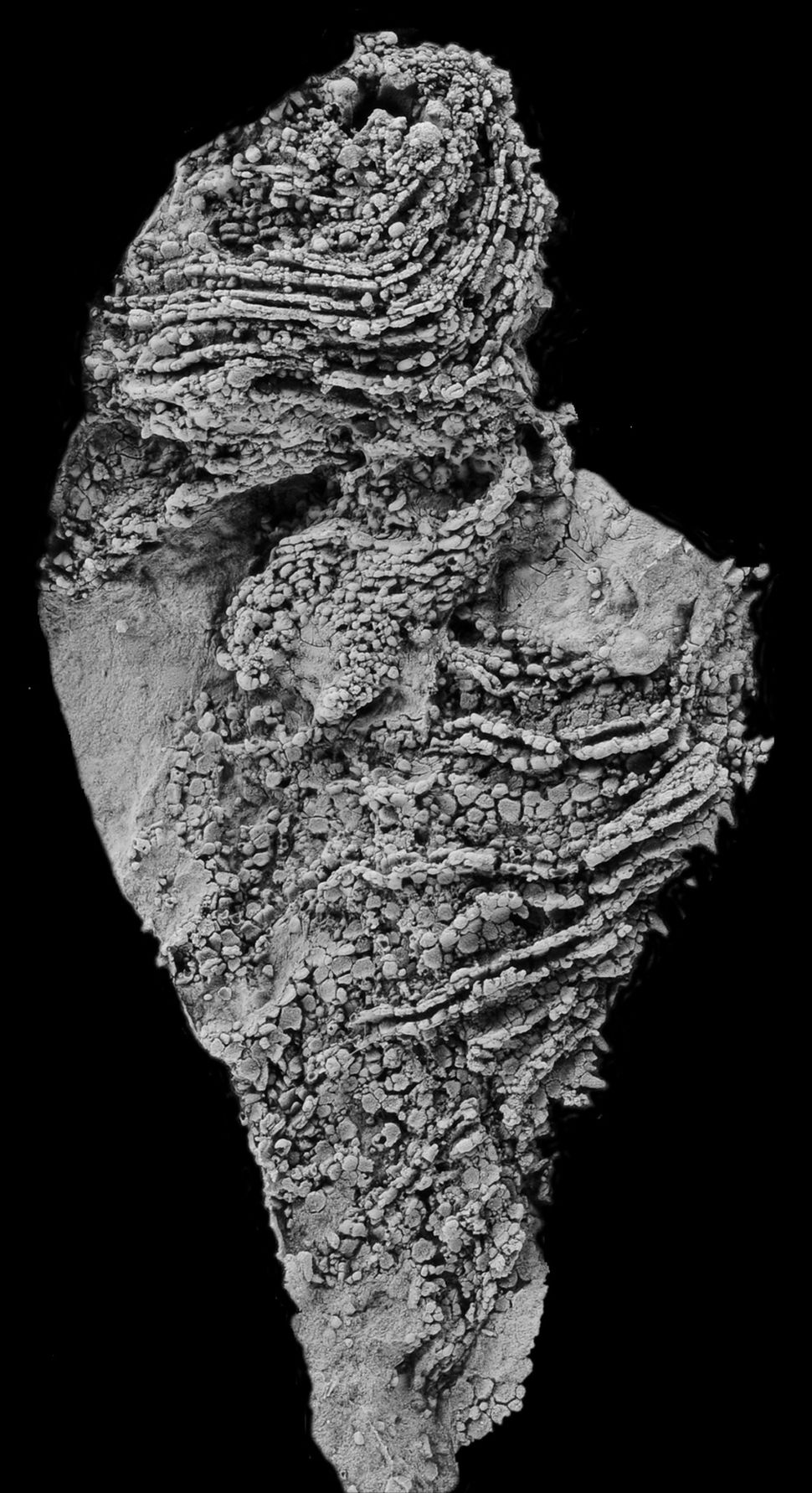 Image Gallery: Bizarre Cambrian Creature | Live Science