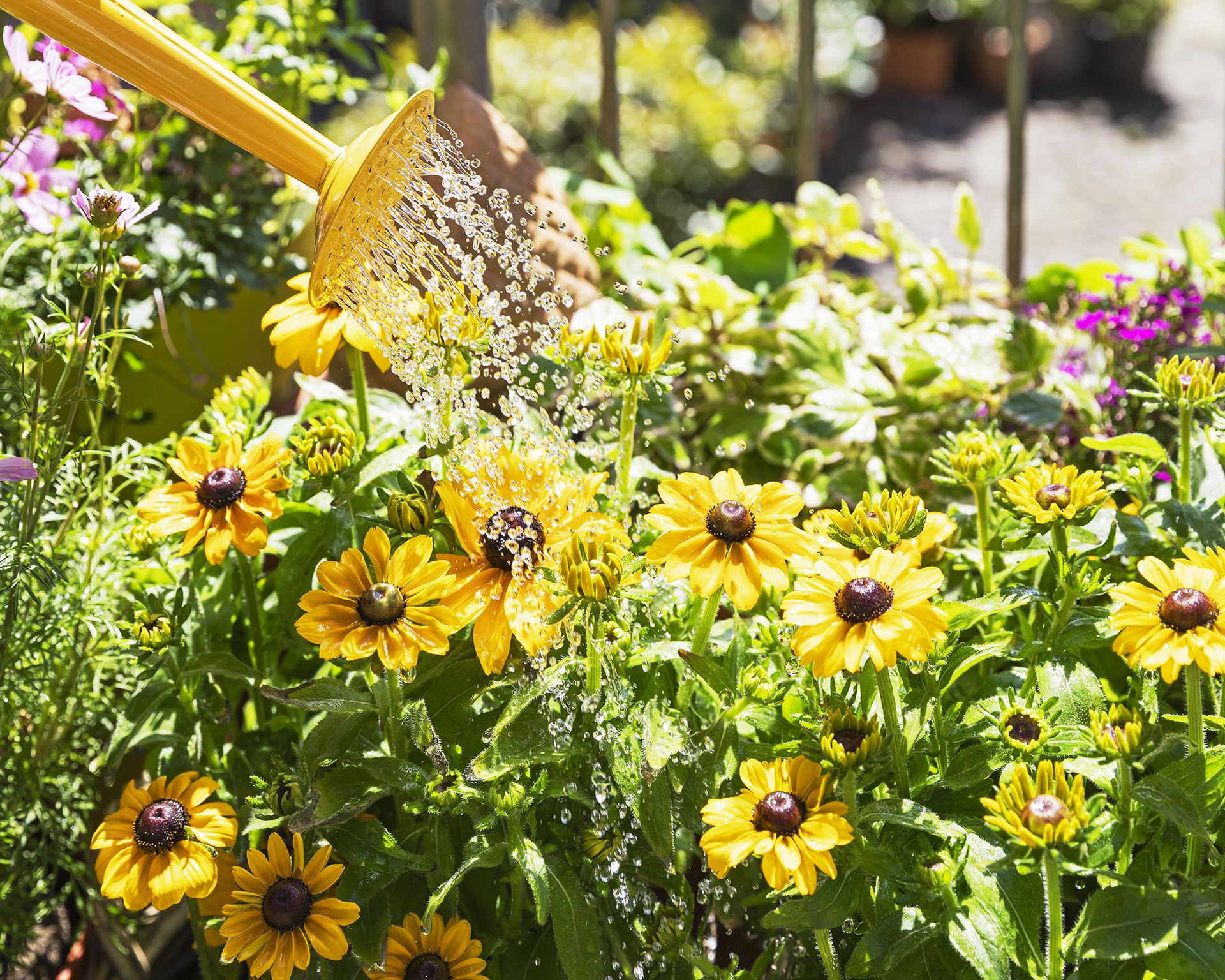 6 Essential Remedies To Save Heat-Stressed Plants | Gardening Know How