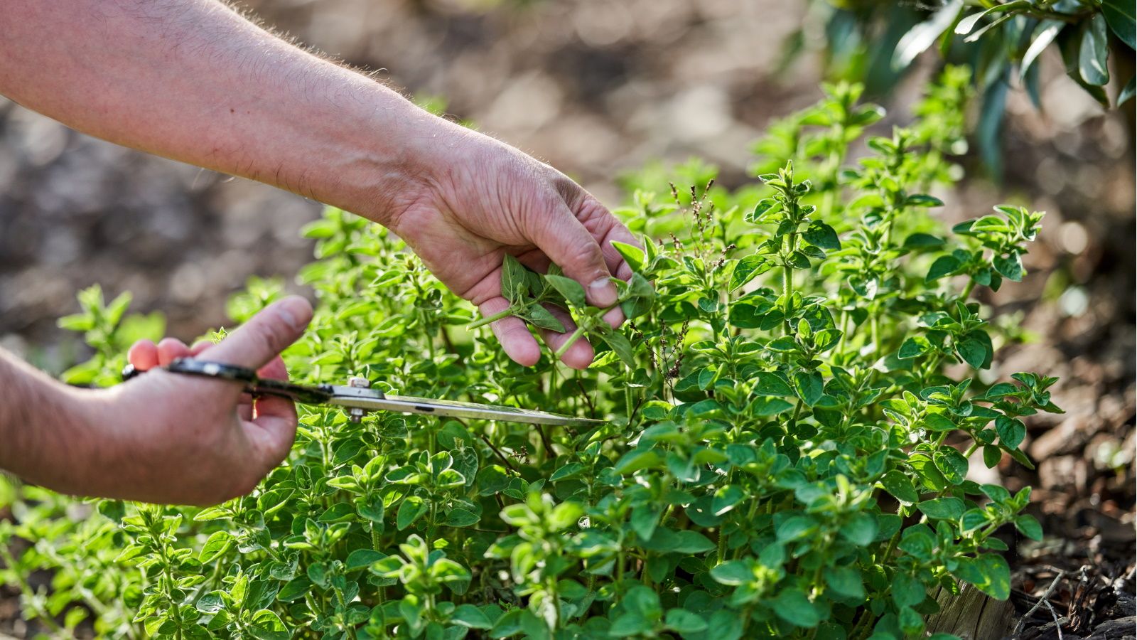 How to grow oregano for an aromatic herb | Homes and Gardens