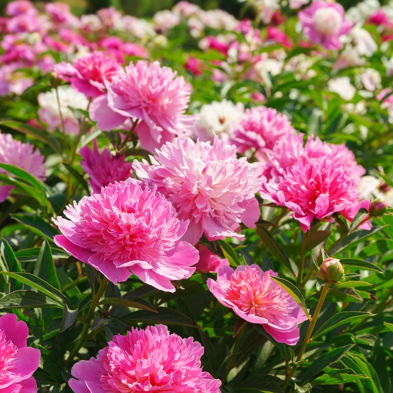 Tips & Information about Peonies | Gardening Know How