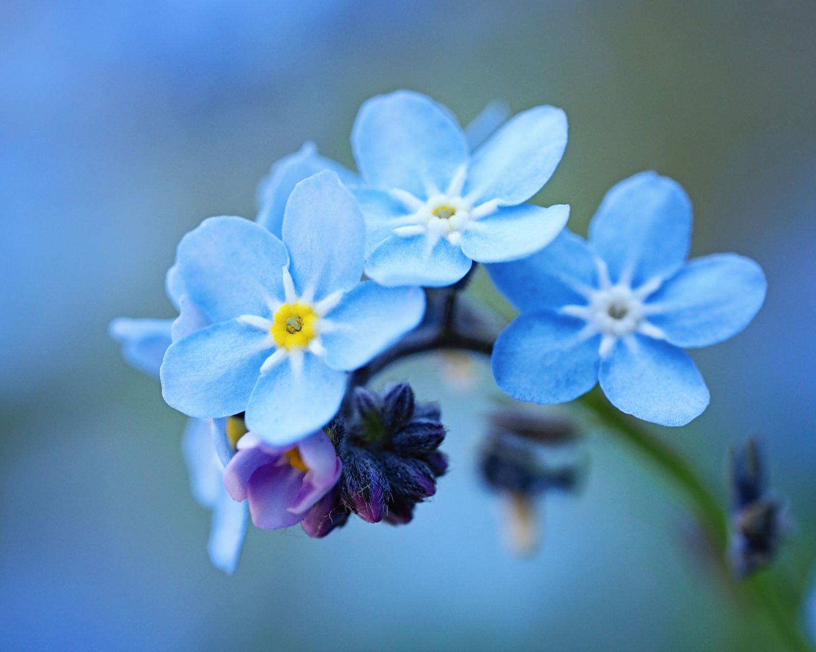 How To Grow Forget-Me-Nots For Unforgettable Spring Blooms | Gardening ...