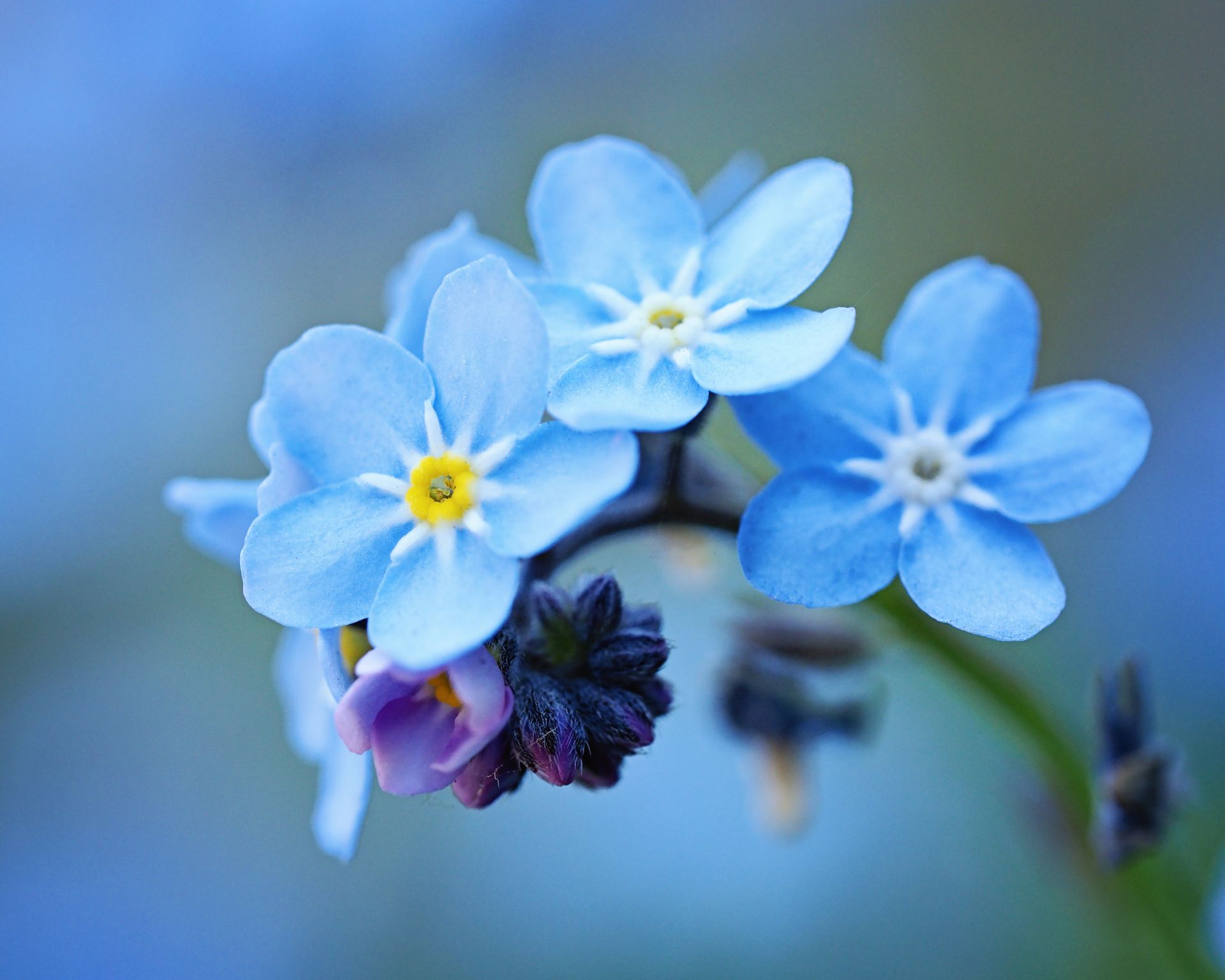 How To Grow Forget-Me-Nots For Unforgettable Spring Blooms | Gardening ...