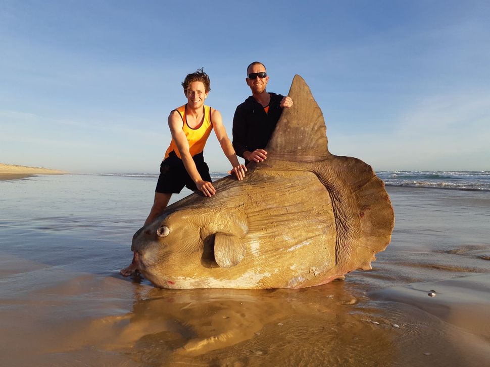 Giant, Weird-Looking Fish With 'Startled' Eyes Washes Up on Aussie ...