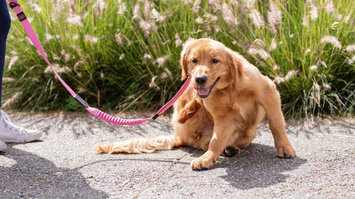 Vet reveals how to reduce hay fever symptoms in your dog (plus the ...