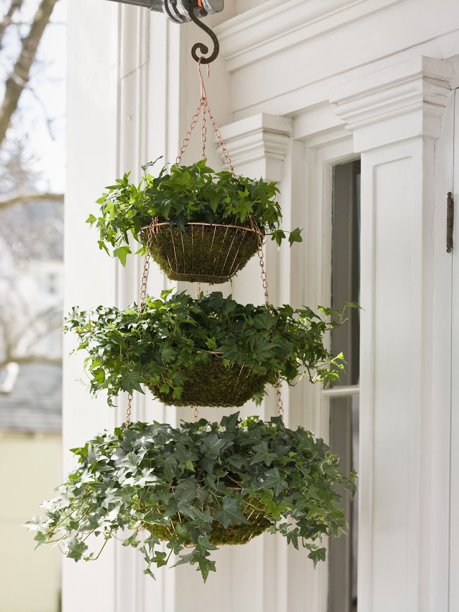 Winter hanging basket ideas: pretty winter hanging baskets | Homes and ...