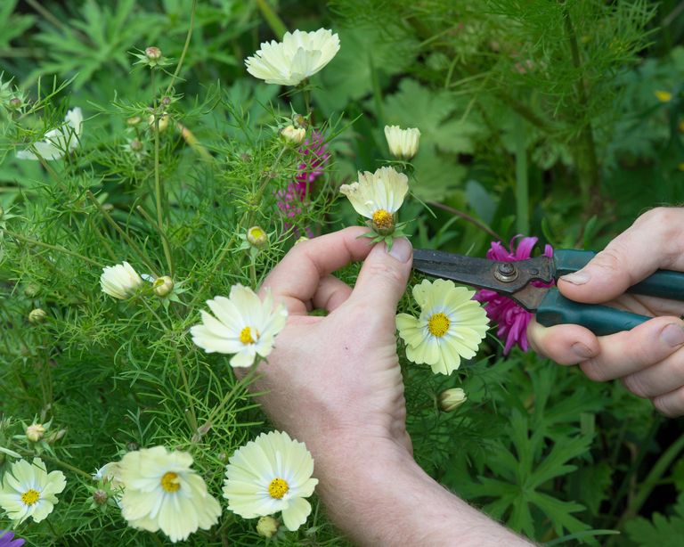 Cosmos care and growing guide: expert tips for summer blooms | Gardeningetc