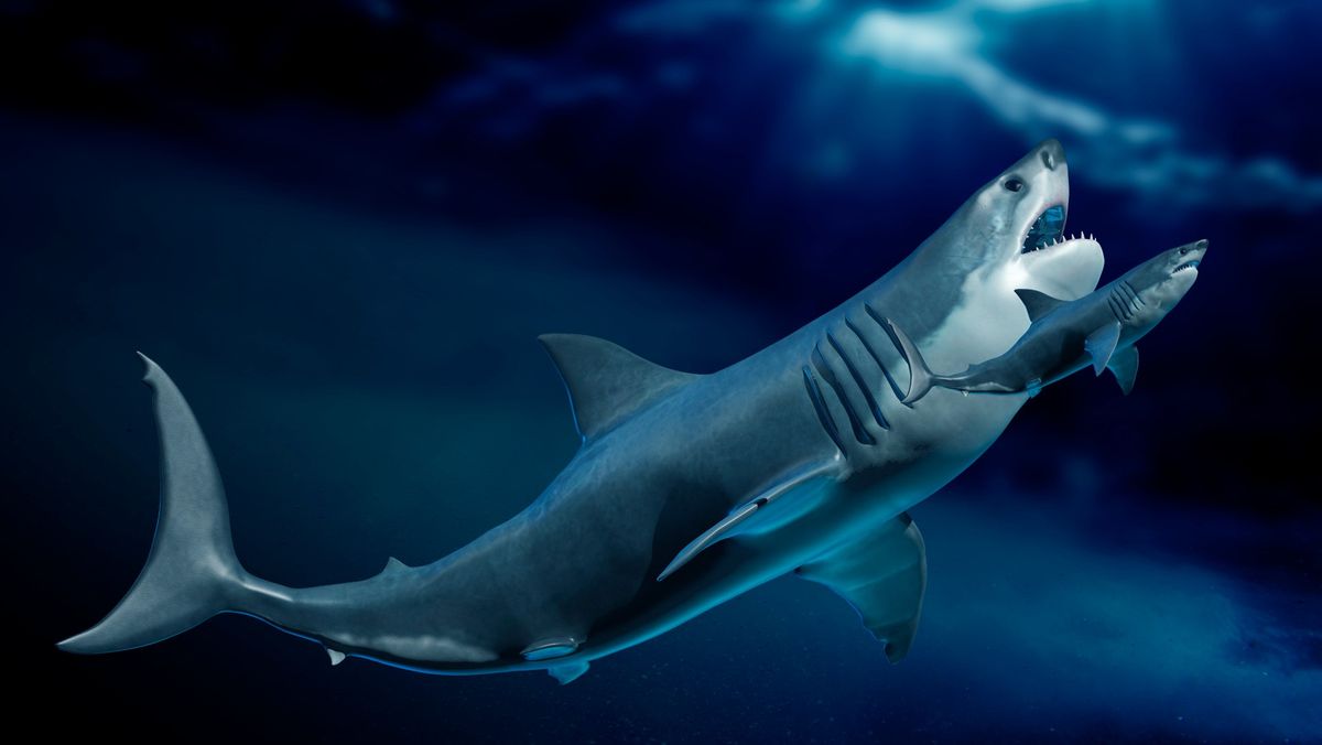 Could megalodon have survived? | The Week