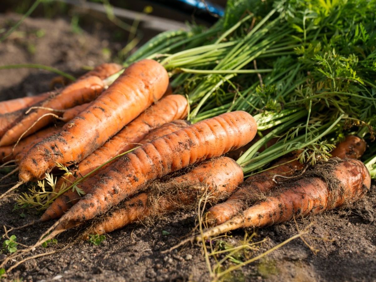 Common Carrot Diseases - Tips On Treating Problems Growing Carrots ...