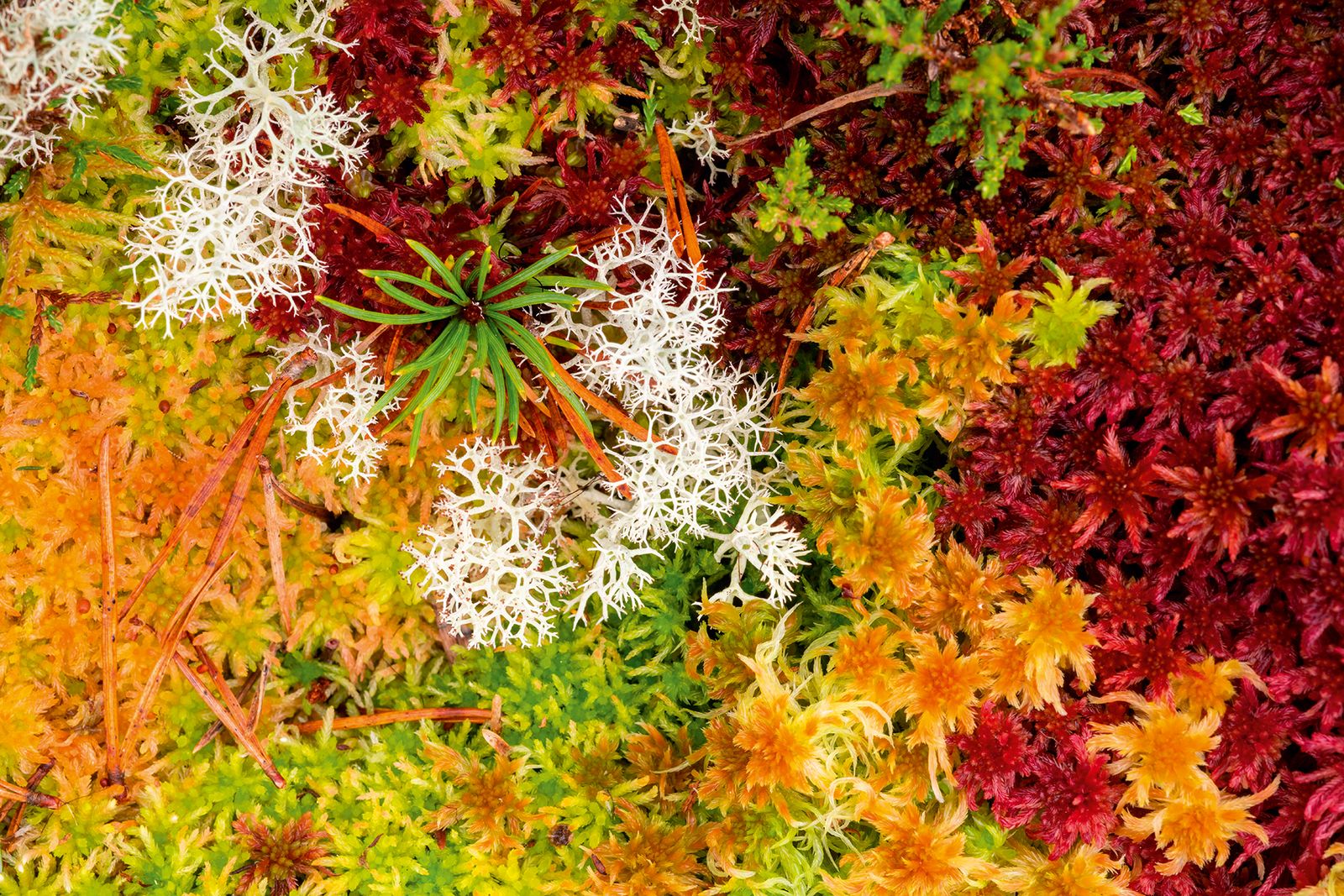 The Bogs of Britain, from 'godforsaken wasteland full of dangers' to ...