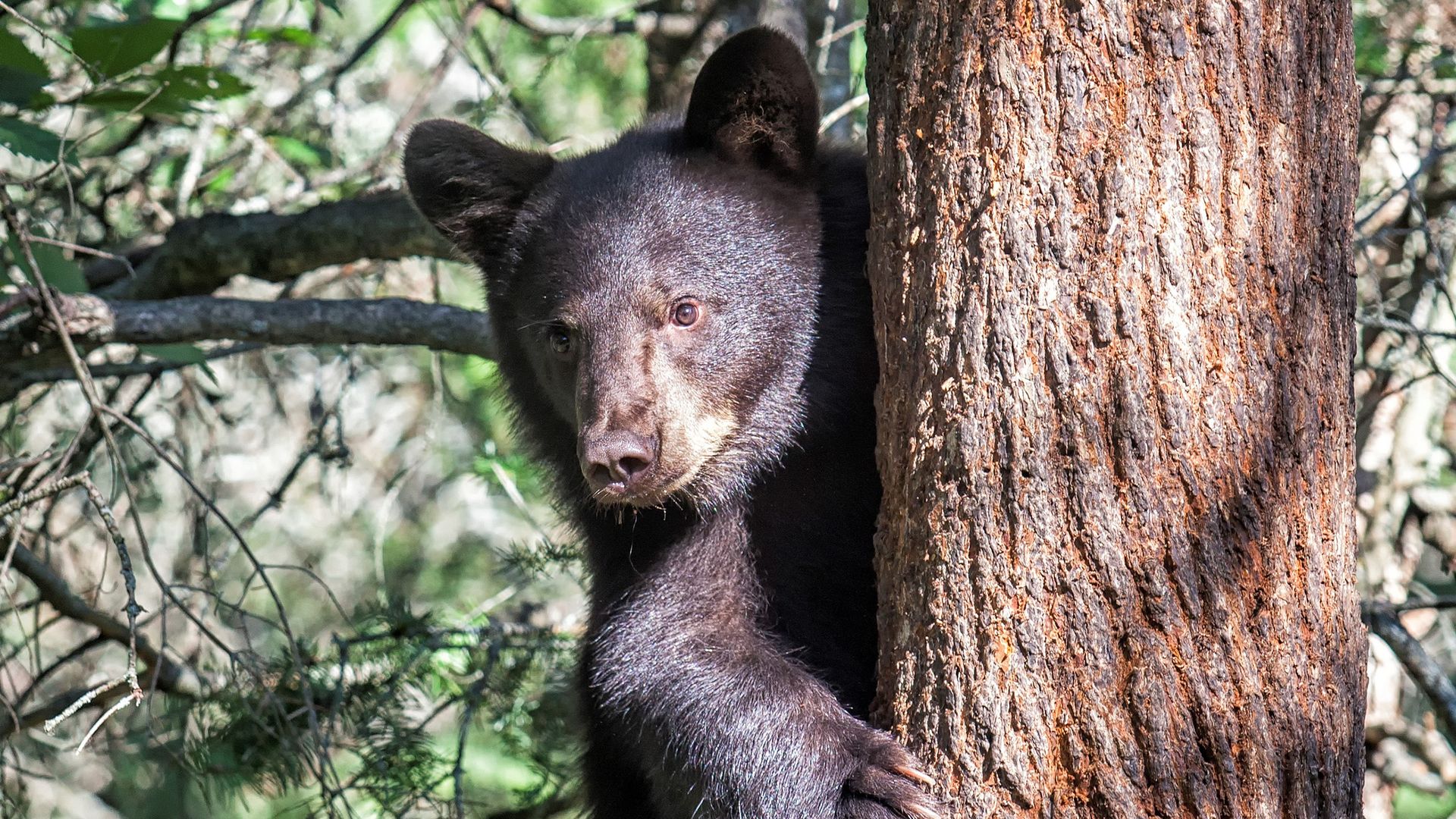 Yes, the viral video of a bear 'chasing' a hiker up a tree is almost ...