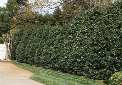 6 "Living" Privacy Fences That Stop Your Yard Feeling Overlooked — and ...