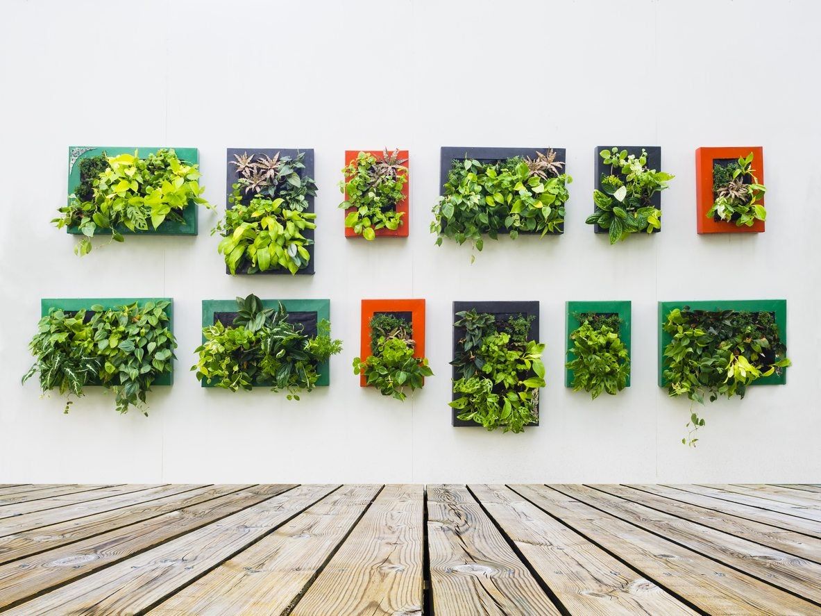 Growing Plants On Walls - Tips On Using Walls In The Garden | Gardening ...