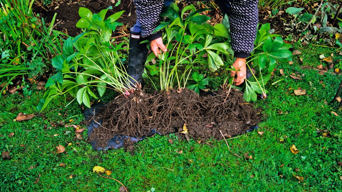 When to divide plants - the best times of year for division | Homes and ...