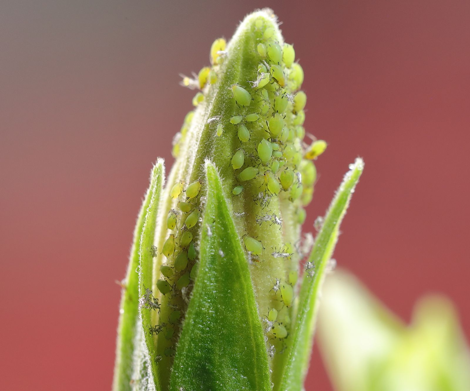 What eats aphids? 5 aphid predators to know about | Homes and Gardens