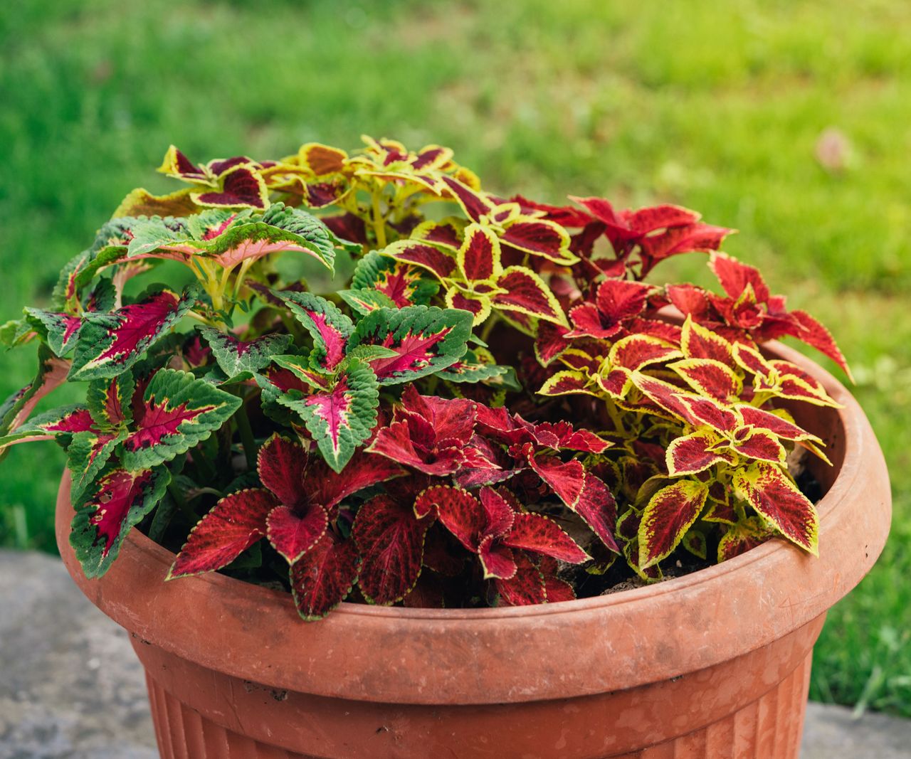 Easy Plants For Pots: Best Plants For Container Gardening | Gardening ...