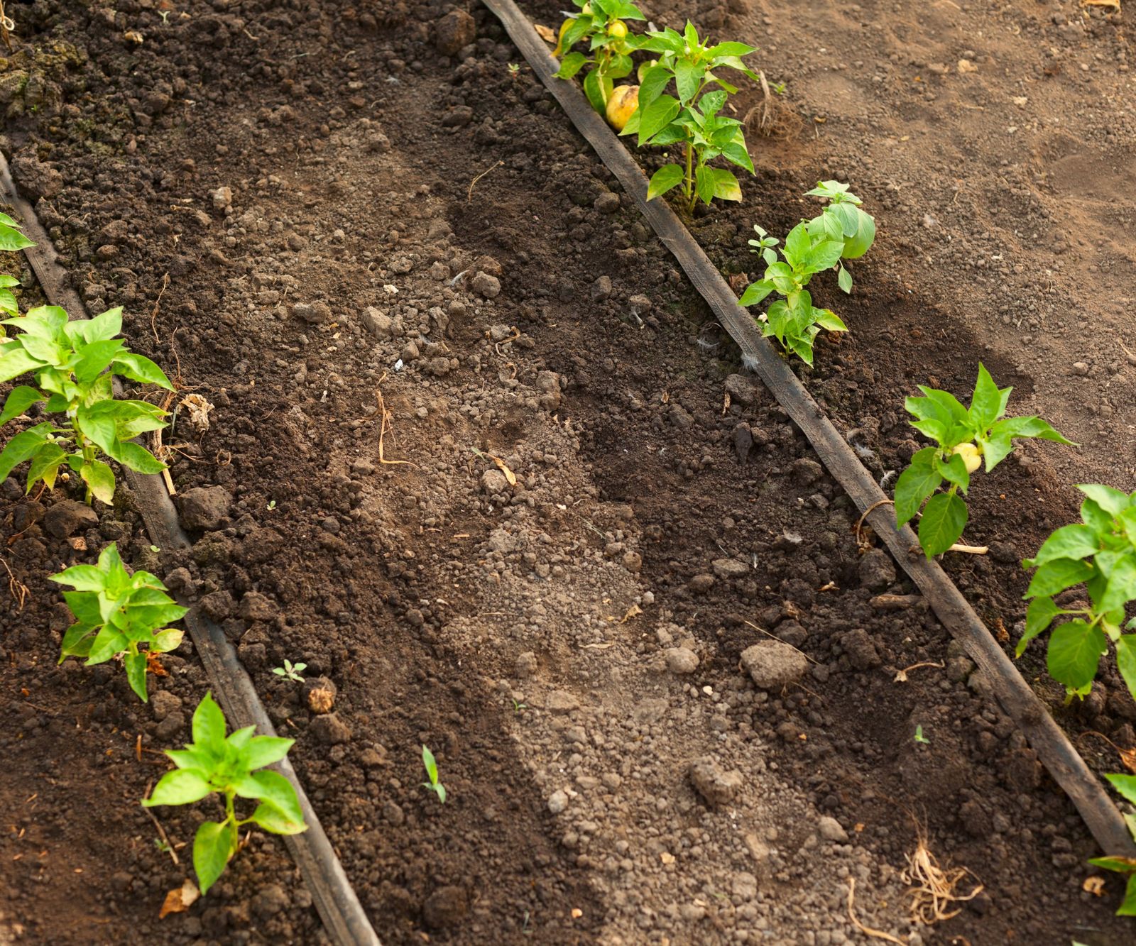 How to water plants: 10 expert tips for efficient watering | Homes and ...