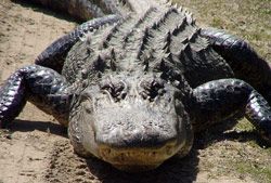 Alligators vs. Crocodiles: Photos Reveal Who's Who | Live Science