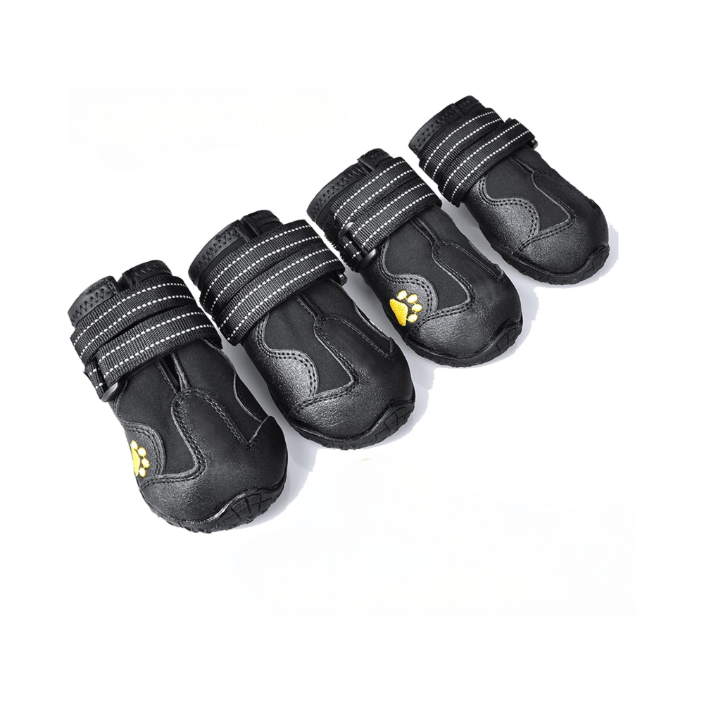 What to bring camping for your dog: The complete checklist | PetsRadar