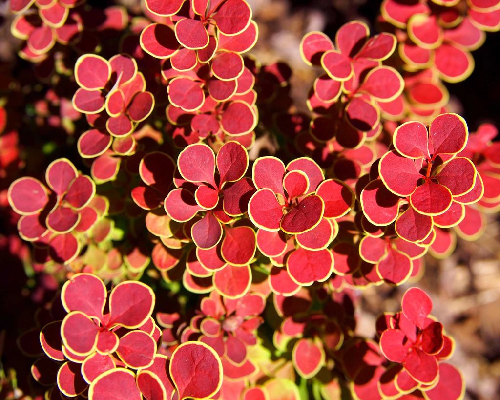 Best garden shrubs: 10 varieties to plant in your yard | Gardeningetc