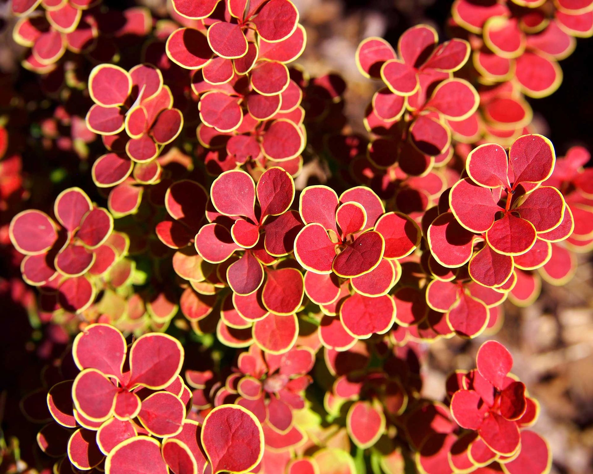 Best garden shrubs: 10 varieties to plant in your yard | Gardeningetc
