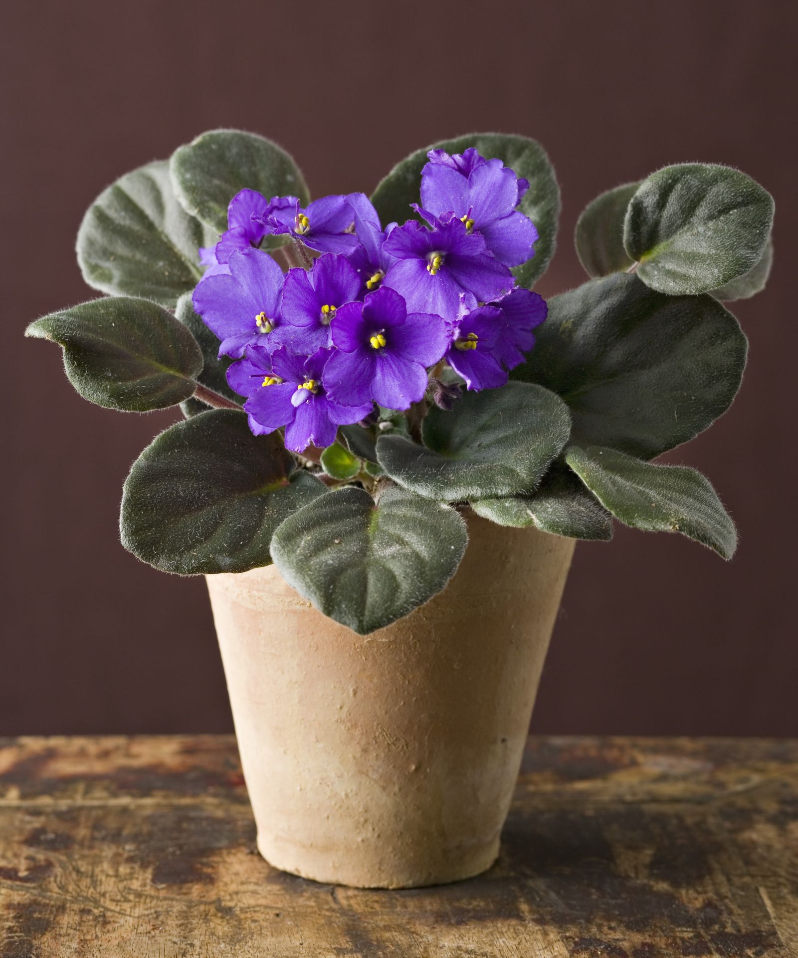 How to propagate African violets: two expert methods to try | Homes and ...