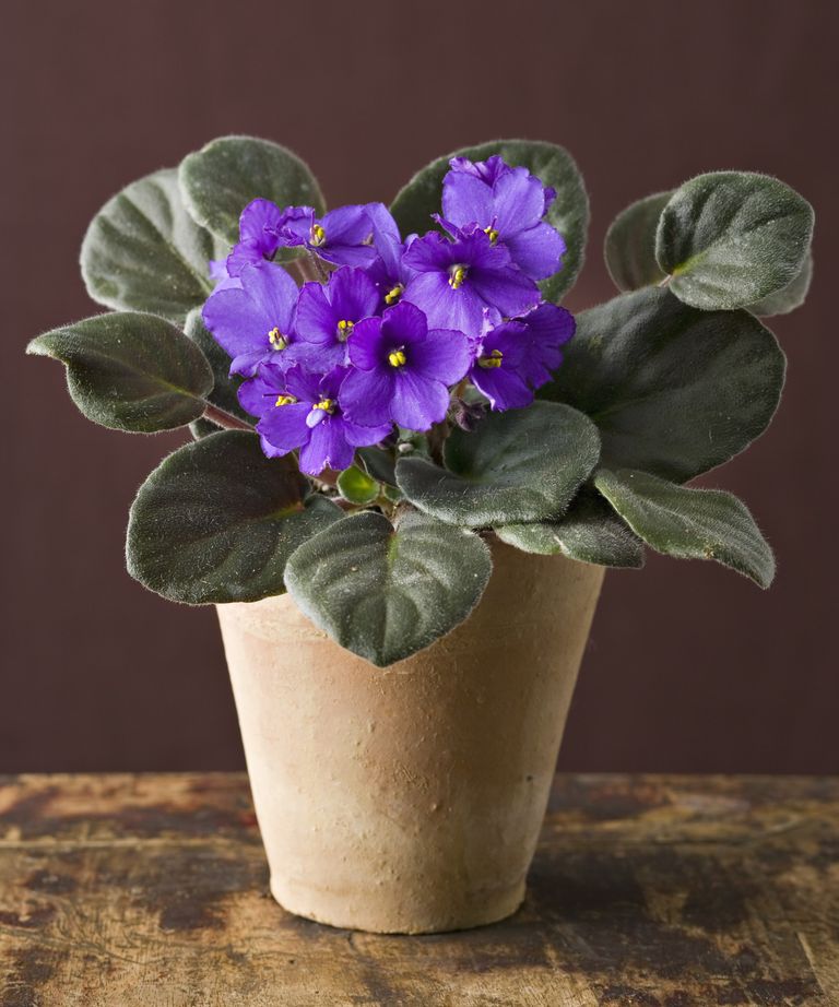 African violets care guide: 5 expert tips for bright blooms | Homes and ...