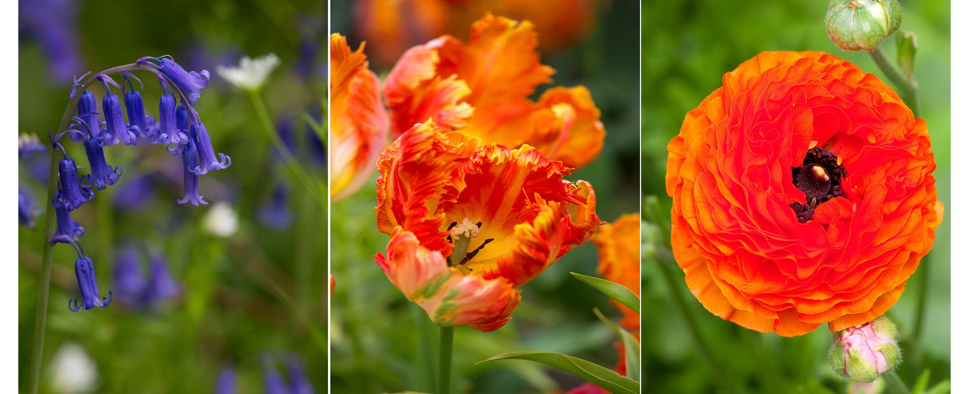 Flower bulbs: how and when to start planting bulbs | Real Homes