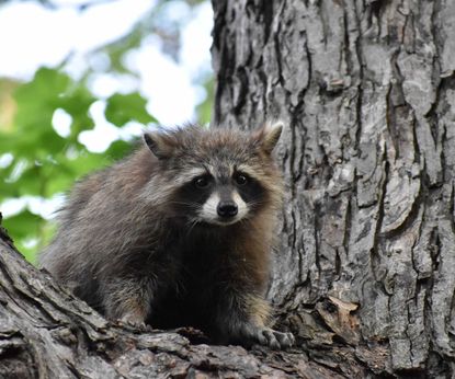 5 common fall pests to watch out for this season | Homes and Gardens