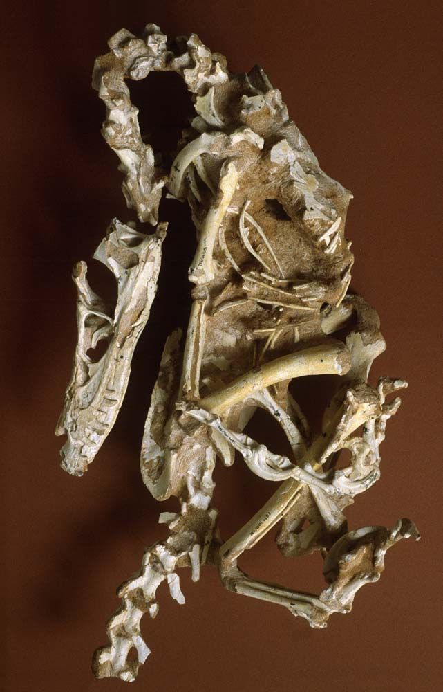 Photos: Birds Evolved from Dinosaurs, Museum Exhibit Shows: Page 3 ...