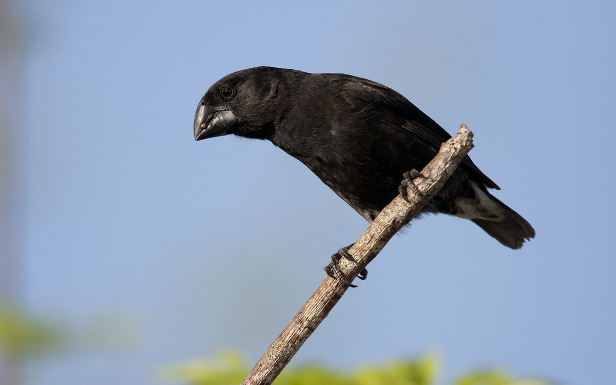 Finch's Bite Is 320 Times More Powerful Than T. Rex's | Live Science