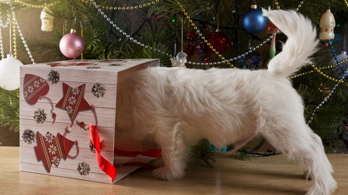 How to train your dog to open Christmas presents | PetsRadar