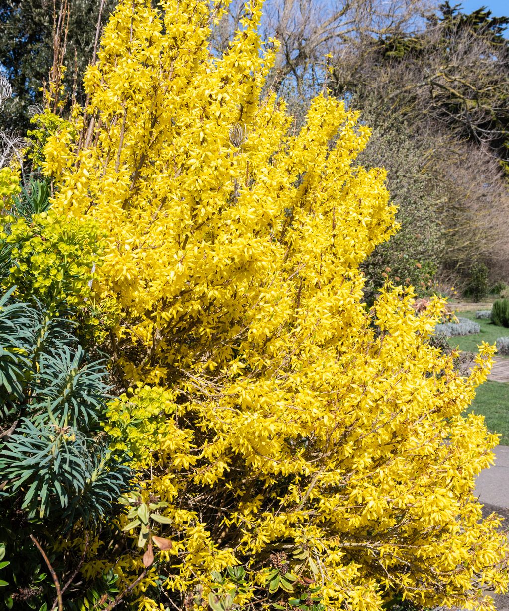 Forsythia plant care and growing tips | Gardeningetc