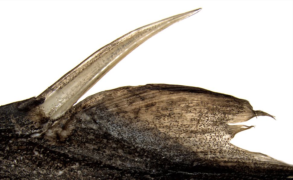 Fish Venom Unveiled: Toxins Evolved Many Times, Study Shows | Live Science