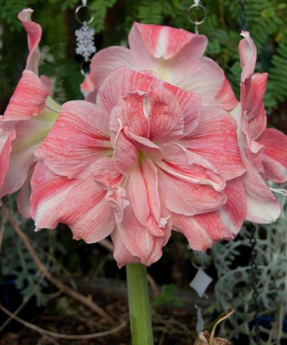 Stunning Pink Amaryllis Varieties For The Garden And Indoors ...