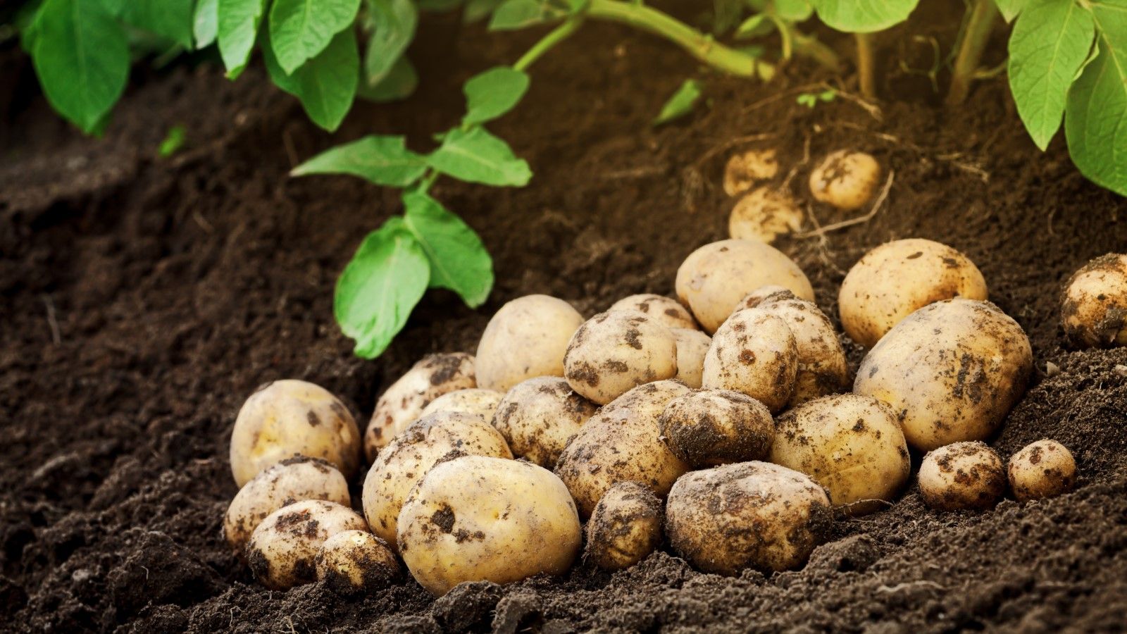 Types of potatoes: tips for early, mid and late season crops | Homes ...