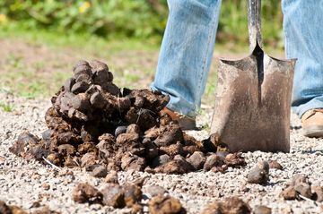 Weird facts you never knew about poo | GoodtoKnow