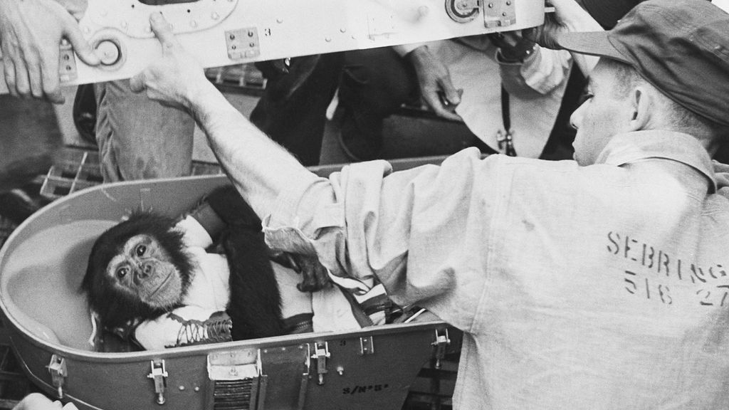 Chimpanzees: Intelligent, social and violent | Live Science