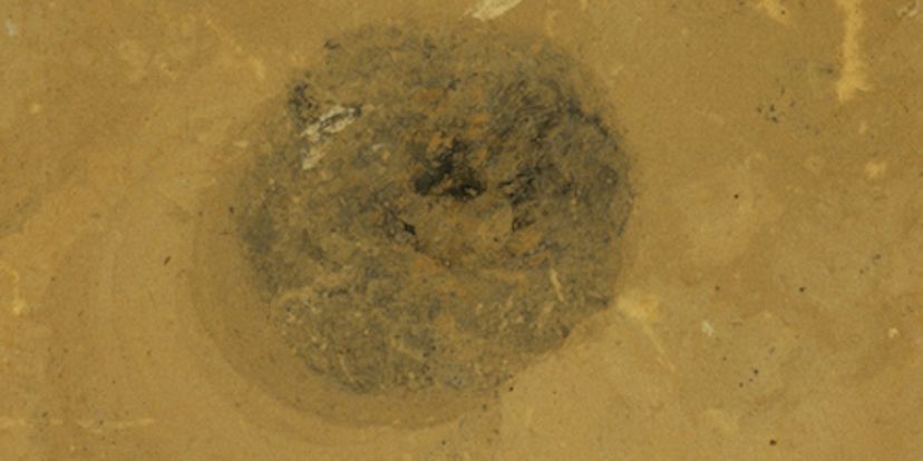 Fossilized Poop Reveals a Large, Predatory Worm That Stalked the ...