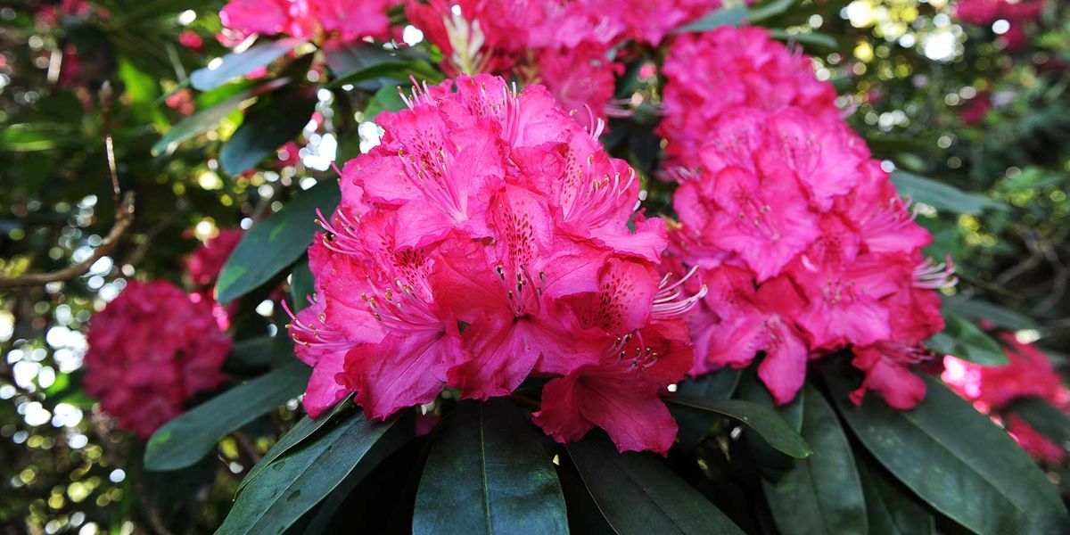 How to propagate rhododendron: expert ways to cultivate new plants ...