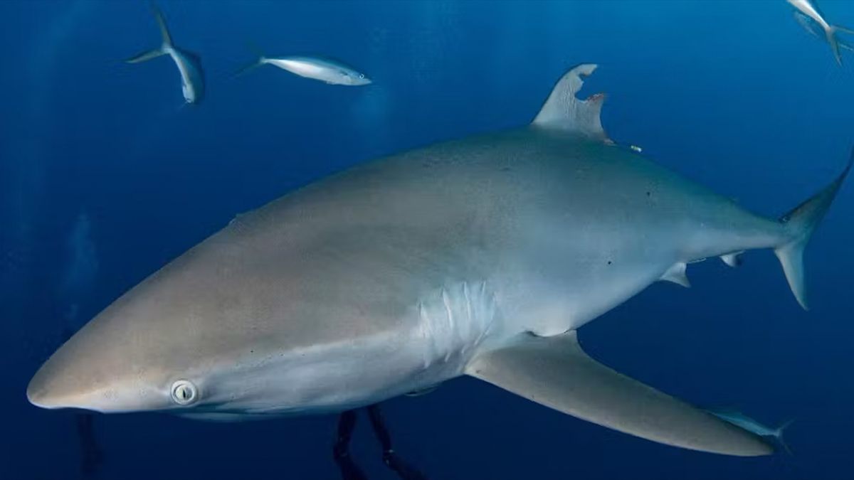 I set out to investigate where silky sharks travel — and by chance ...